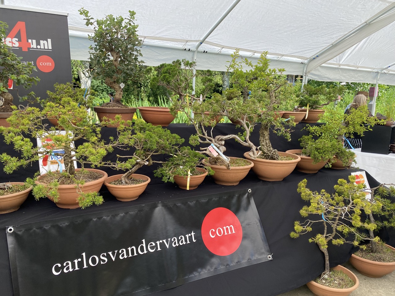 Markt – Bonsai van het Westen